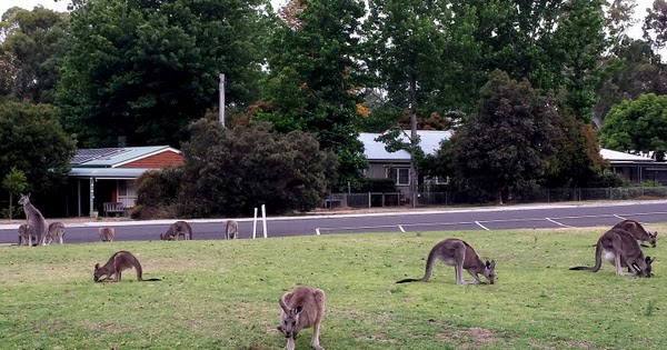 Chasing Kangaroos in the Grampians Australia ~ My Traveling Joys