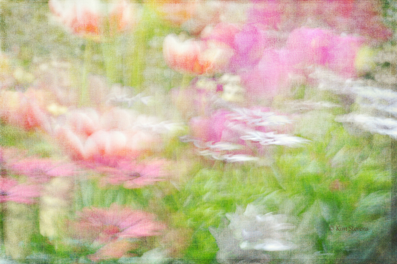 Picking Poppies: Abstract flower art . . . and random stuff