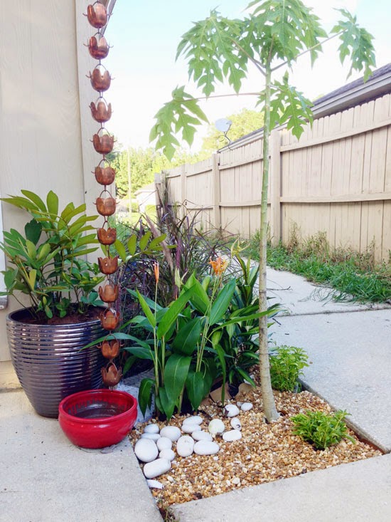 The Rainforest Garden: Dress Up an Ugly Corner with a Rain Chain