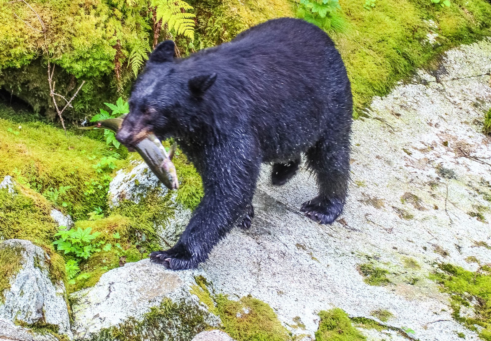 Cannundrums: Eastern Black Bear - Anan Bay, Alaska