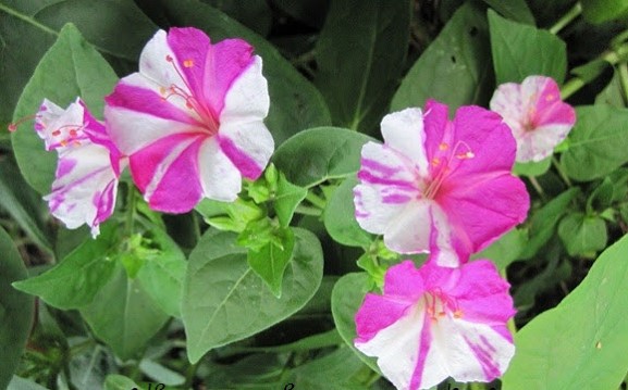 Plants Growing In My Potted Garden.: How To Grow 4 o'clock / Mirabilis ...