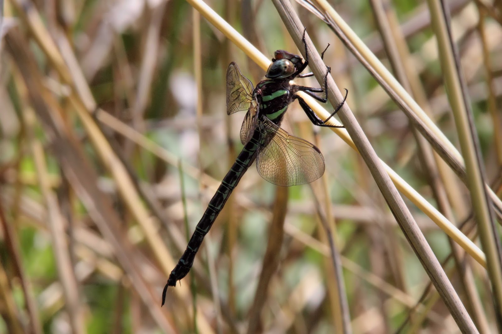Birds from Behind : 08/01/2013 - 09/01/2013