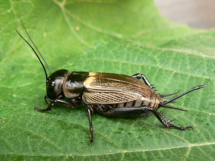 FAUNA-CERCANA: 9 - Algunos INSECTOS terrestres frecuentes en la región ...