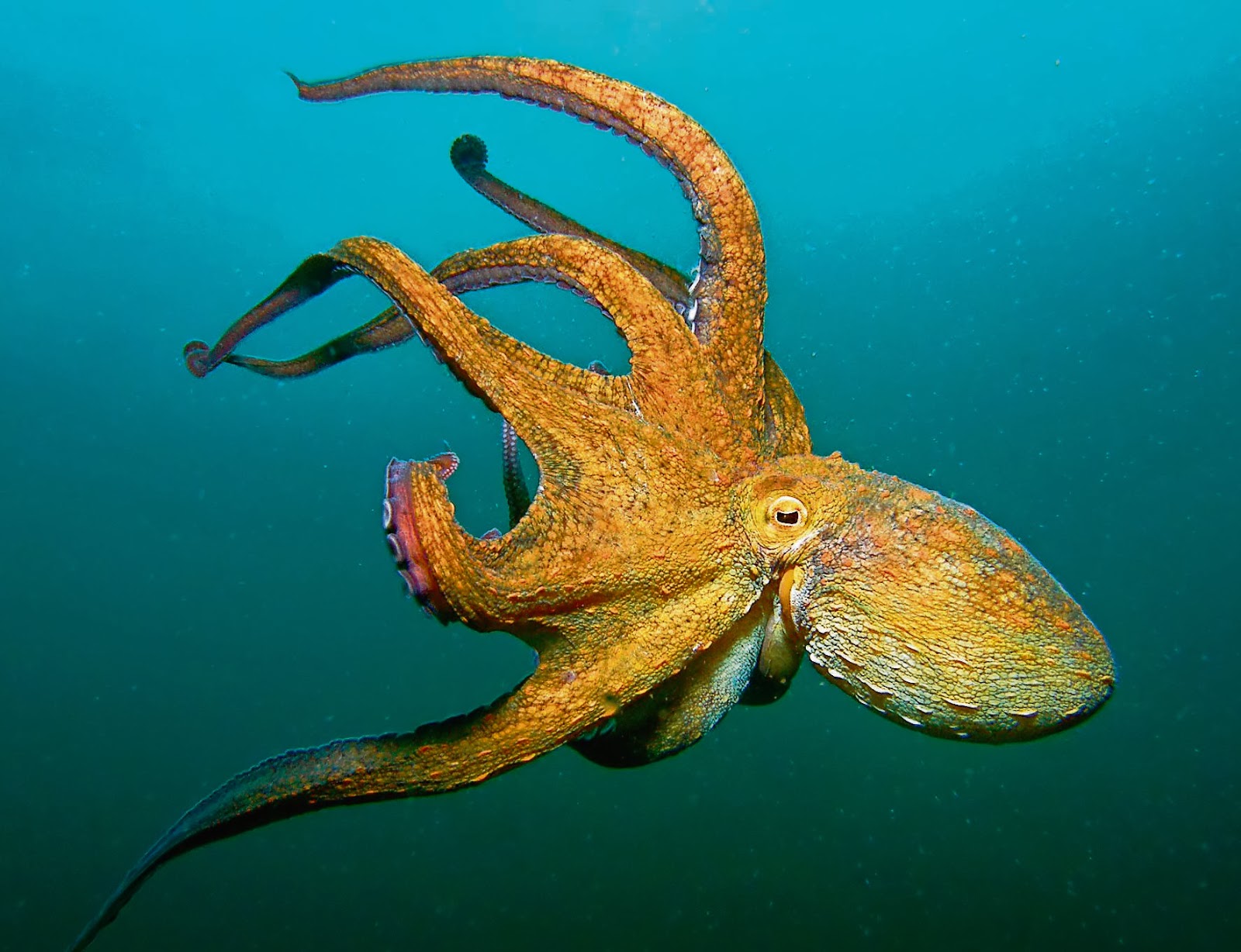 ELS ANIMALS : ELS INVERTEBRATS