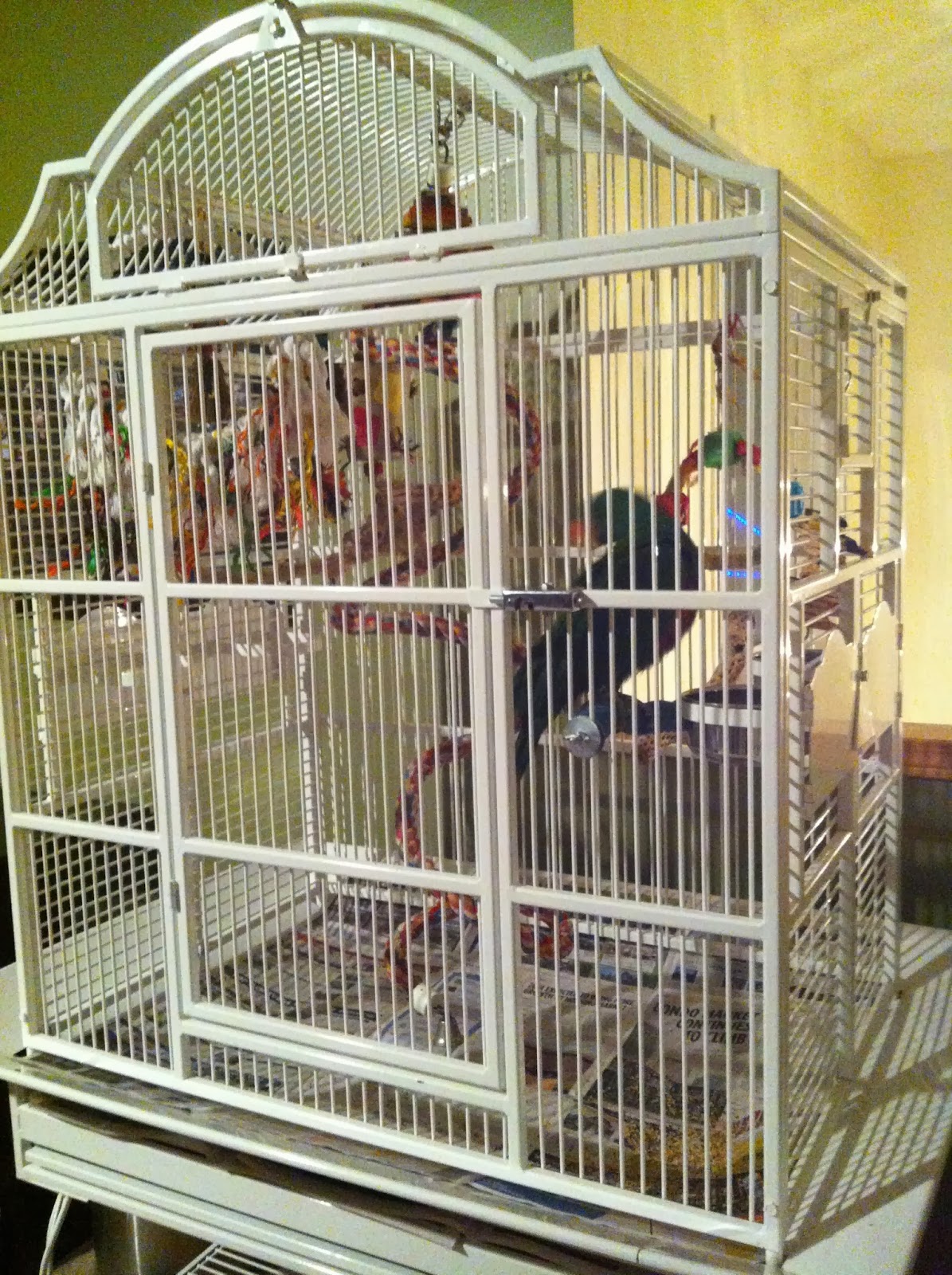 A Life of Green - Viggo the male Eclectus Parrot: What was that!?!?