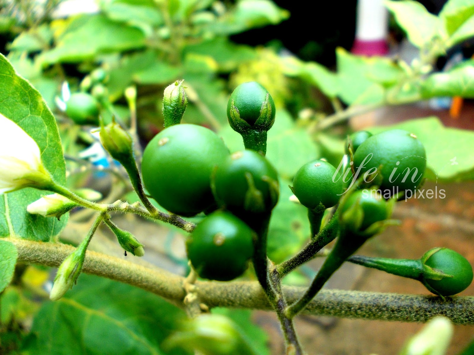 LIFE IN SMALL PIXELS: Turkey Berry (Chundakkai)