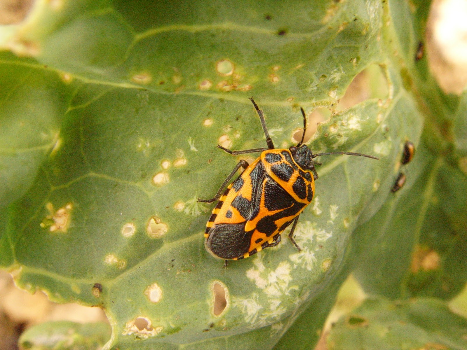 Stella in the Pyrenees : Bugs and Beasties