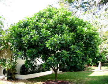 67 JENIS POHON UNTUK PENGHIJAUAN DI SINOX NURSERY SEMARANG ~ SINOX NURSERY
