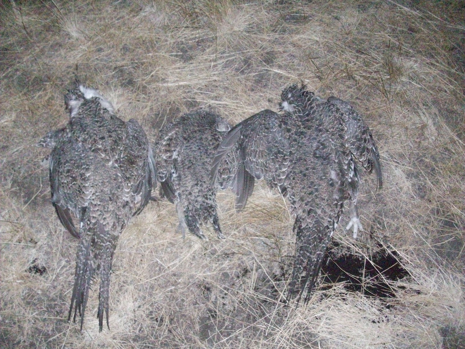 Scott Hopper's blog: HOW TO HUNT SAGE GROUSE NEVADA