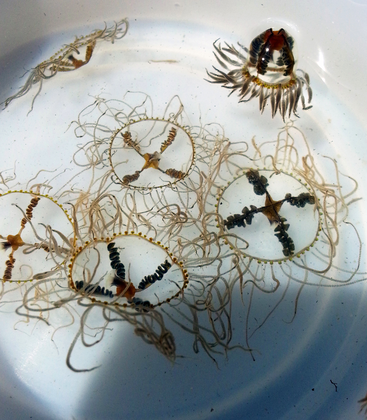 Tracing the puzzling origins of clinging jellyfish ~ History Archaeology