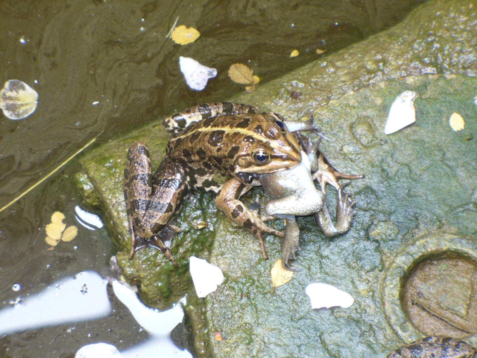The impact of marsh frogs: The impact of marsh frogs