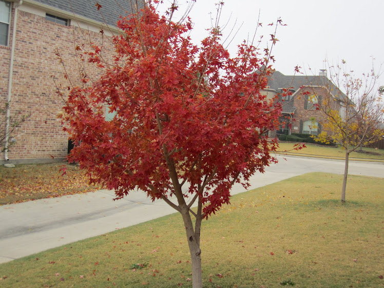 MAPLES 4 ALLEN, TEXAS: Who said there are no fall colors in N. Texas?