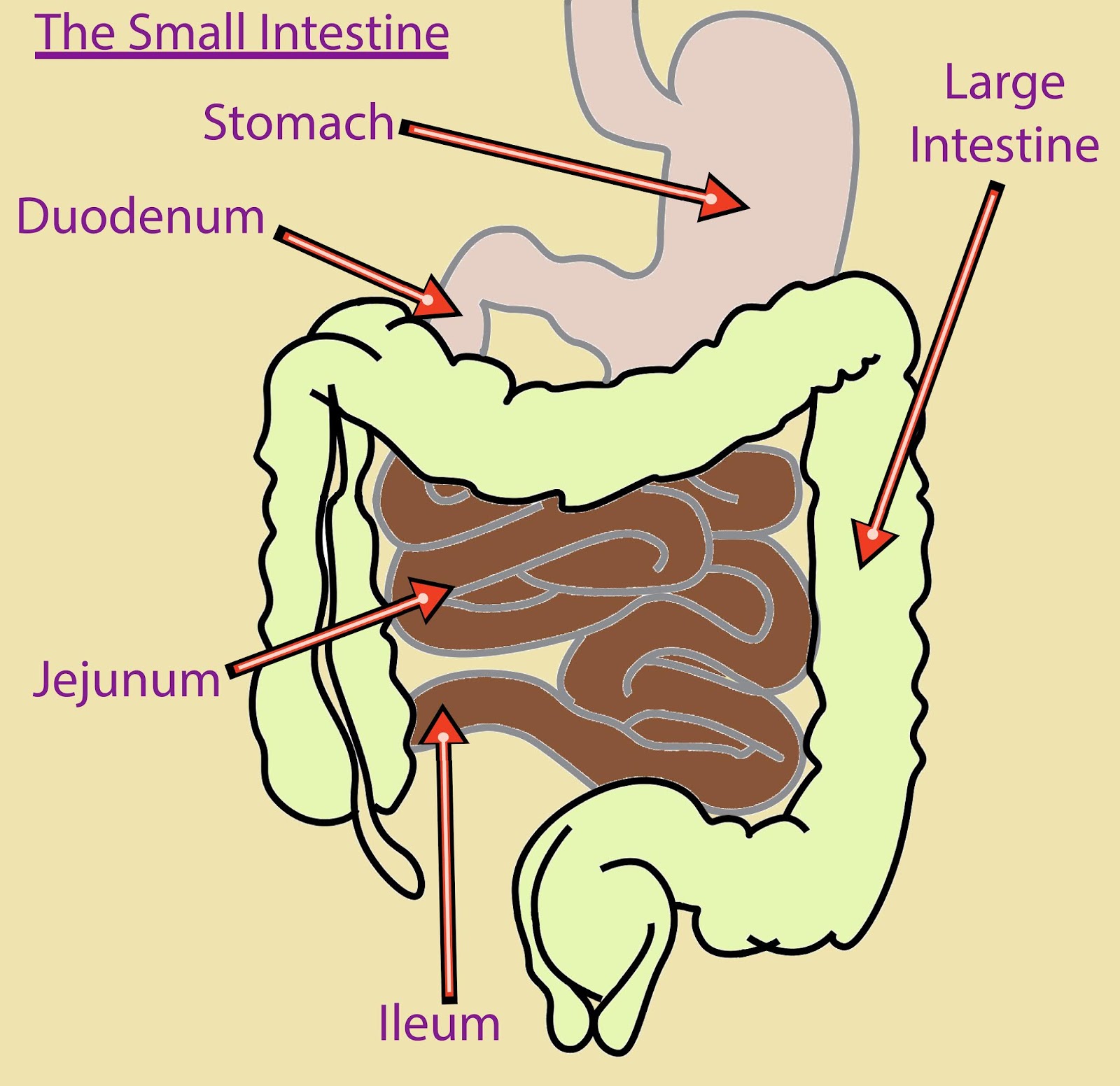 The Digestion in The Small Intestine - Info Dear
