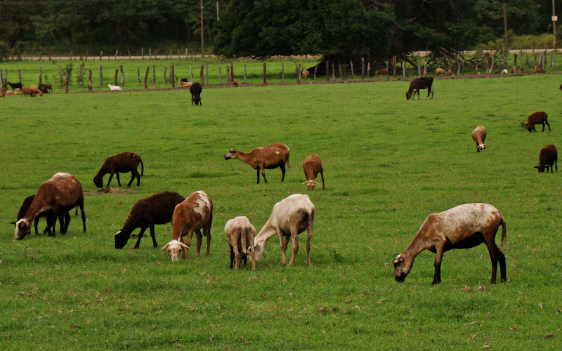 Tamarindo, Costa Rica Daily Photo: Goats in a pasture