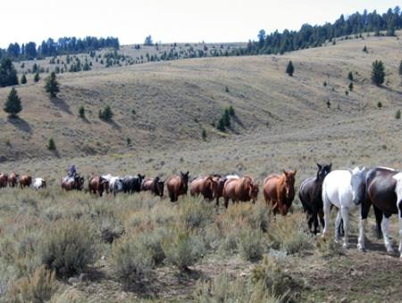 Silver Spur Ranch Horse Drives {A Real Cowboys Working Ranch Vacation}