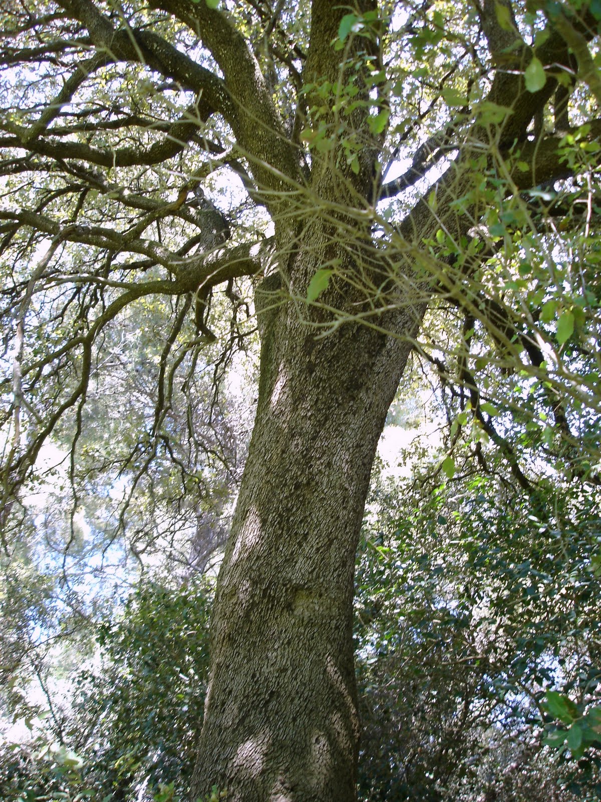 Árboles con alma: Encina. Alzina. (Querqus ilex, subespecie ilex)