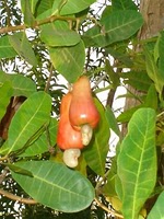 Jambu monyet (Anacardium occidentale) | BIOLOGIPEDIA