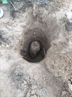 Woods Roamer: TEXAS BULL NETTLE (MALA MUJER) EDIBLE TAP ROOT AND SEEDS