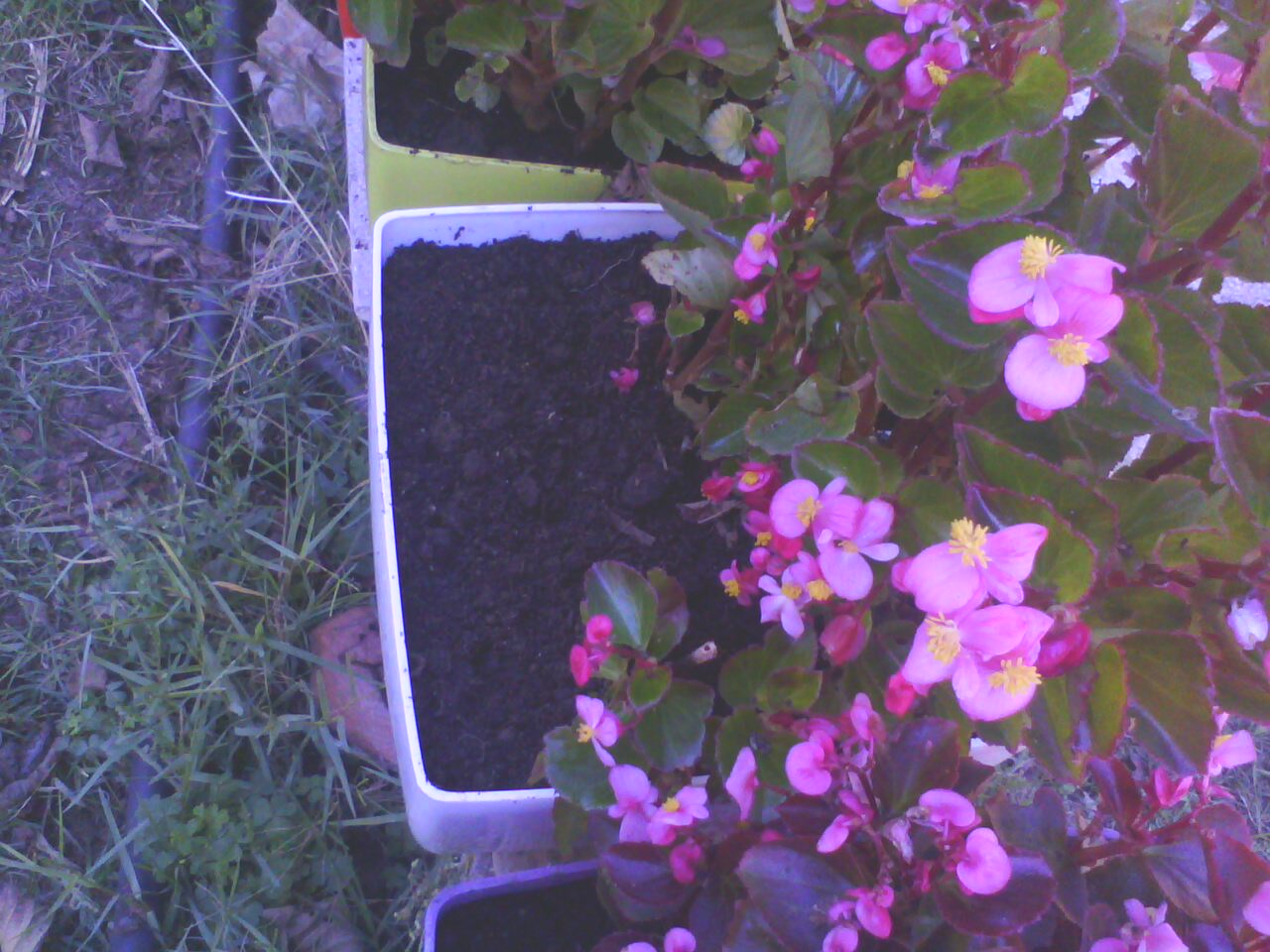 ALLISSONECOMPANHIA: TRANSPLANTE DE CHORÕES