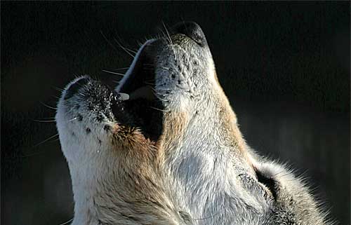 White Wolf : 6 Species Facing Extinction Without Protection