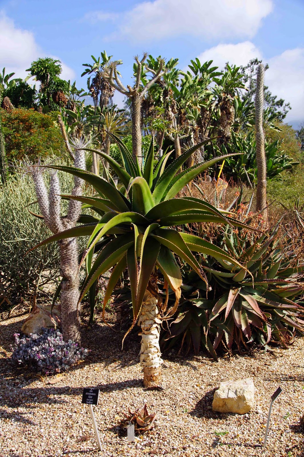 The Madagascar Spiny Forest Of Arcadia California