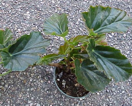 Всё о бегониях и не только...: Begonia 'Peppermint Princess'