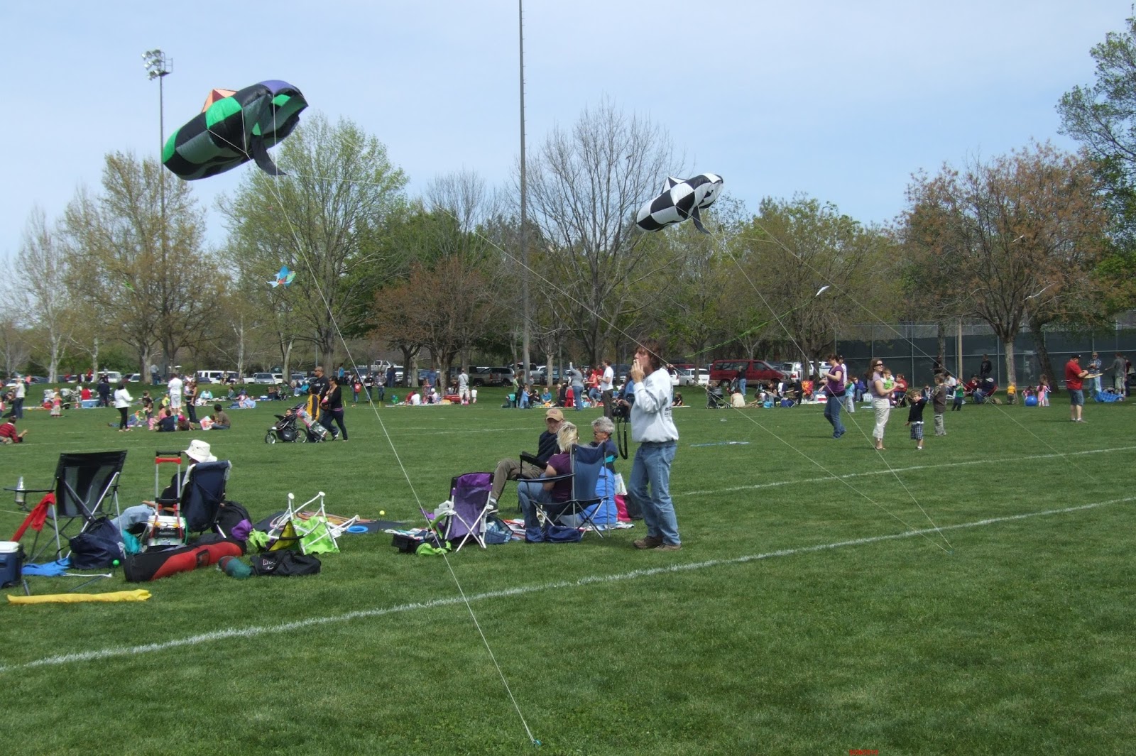 Tako Kichi (Kite Crazy): Sunday March 20th is Chico Kite Day