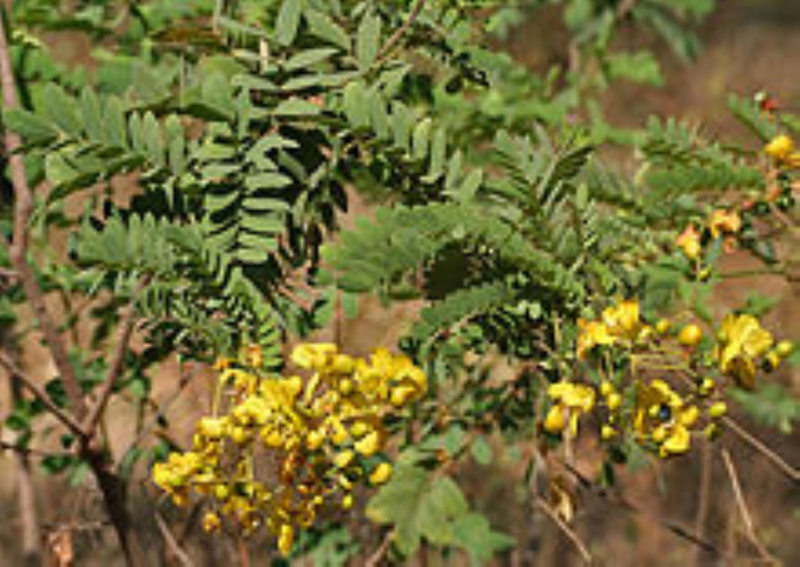 Sri Lankan Herbarium: July 2015