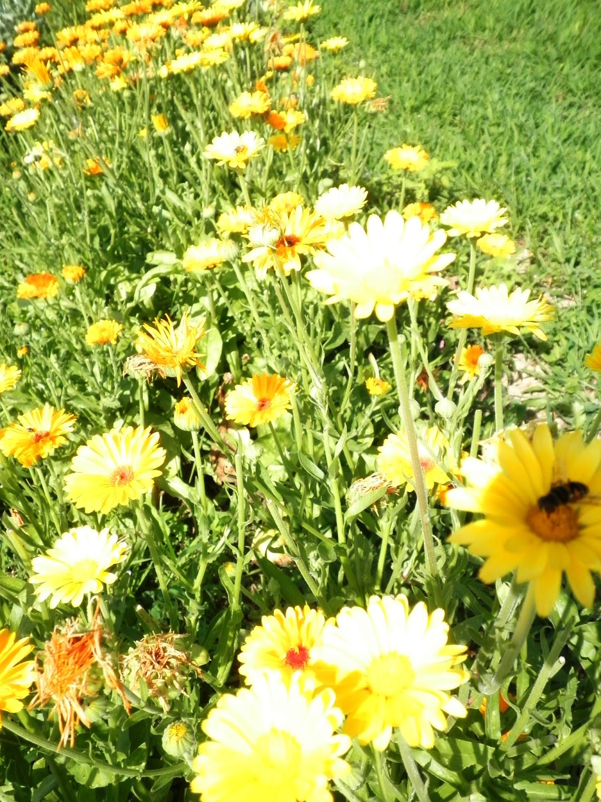 The Essential Herbal Blog: Adventures with Calendula