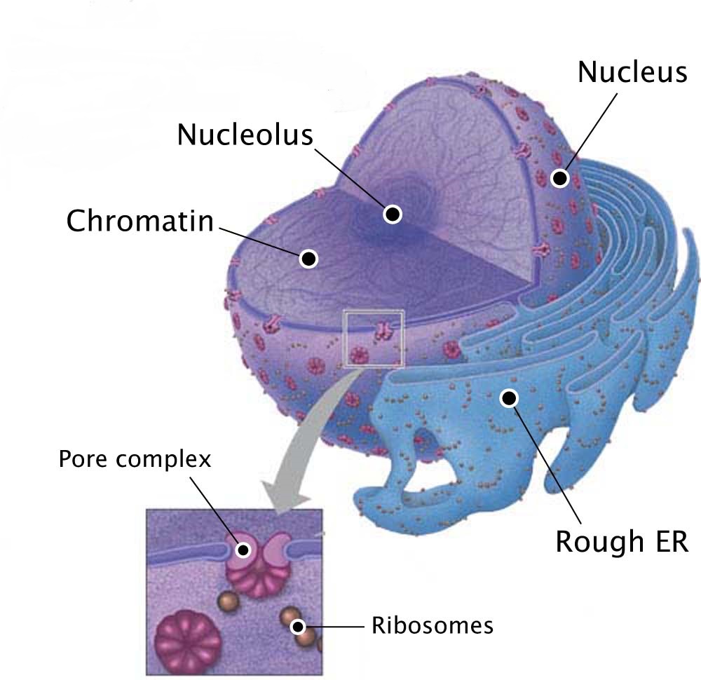 Biologia: Nucleul