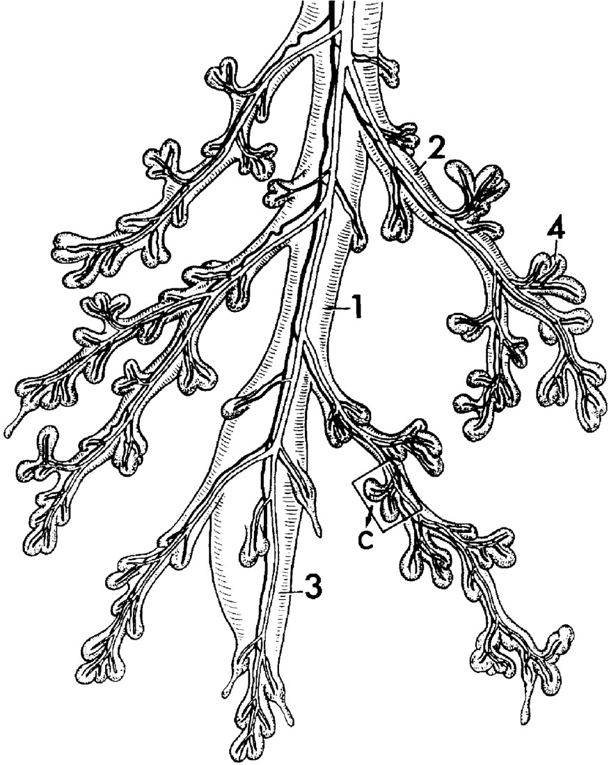 peaceful parenting: The Placenta Does Not Age or Fail Post-Dates