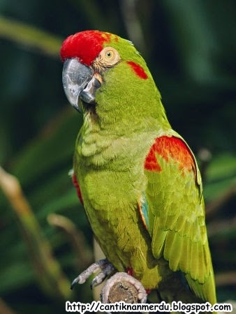 Galeri Burung Import: Jenis Burung Macaw
