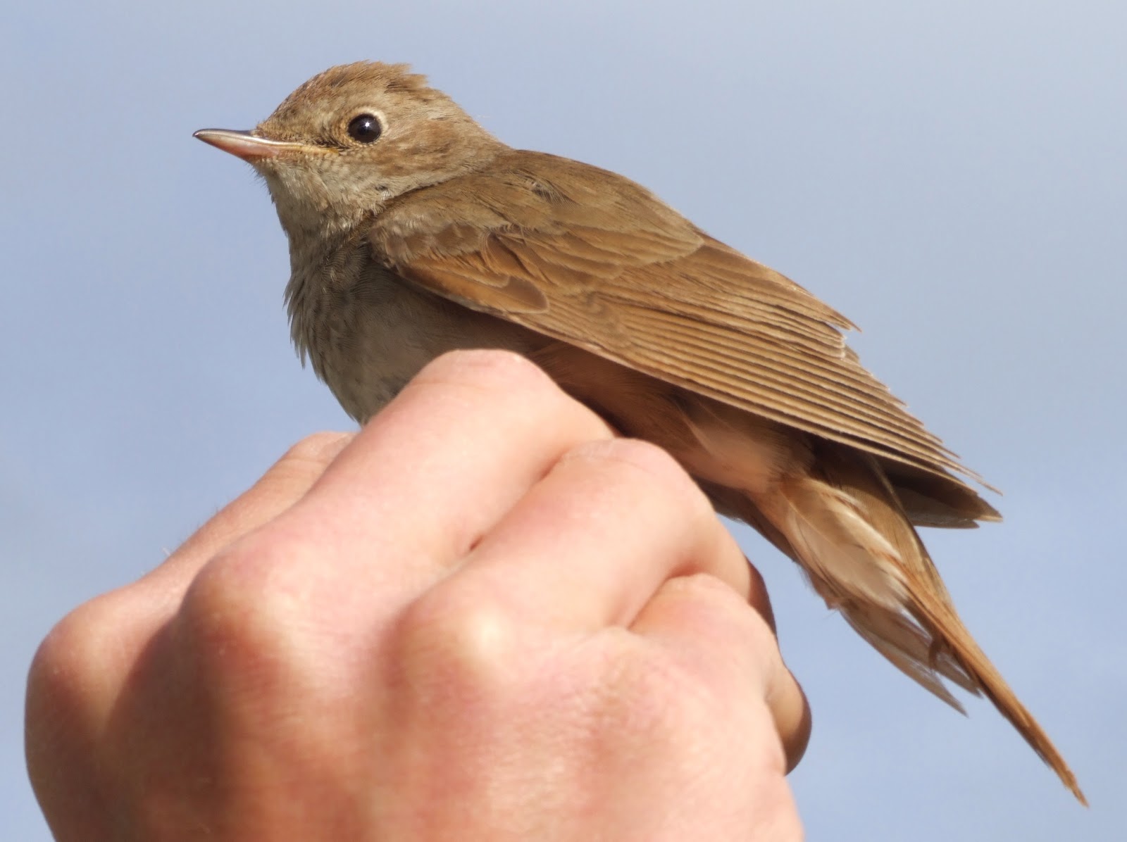 Fair Isle: Thrush Nightingale & Shore Lark