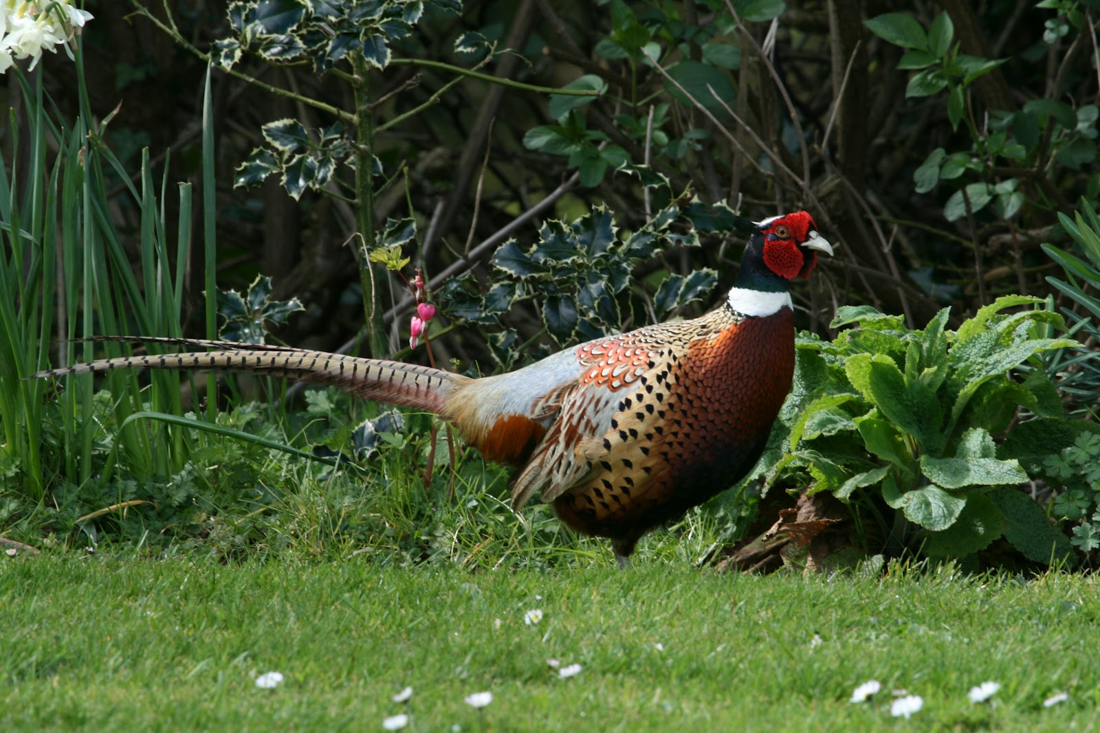Garden Bird Year: Crowing Pheasants