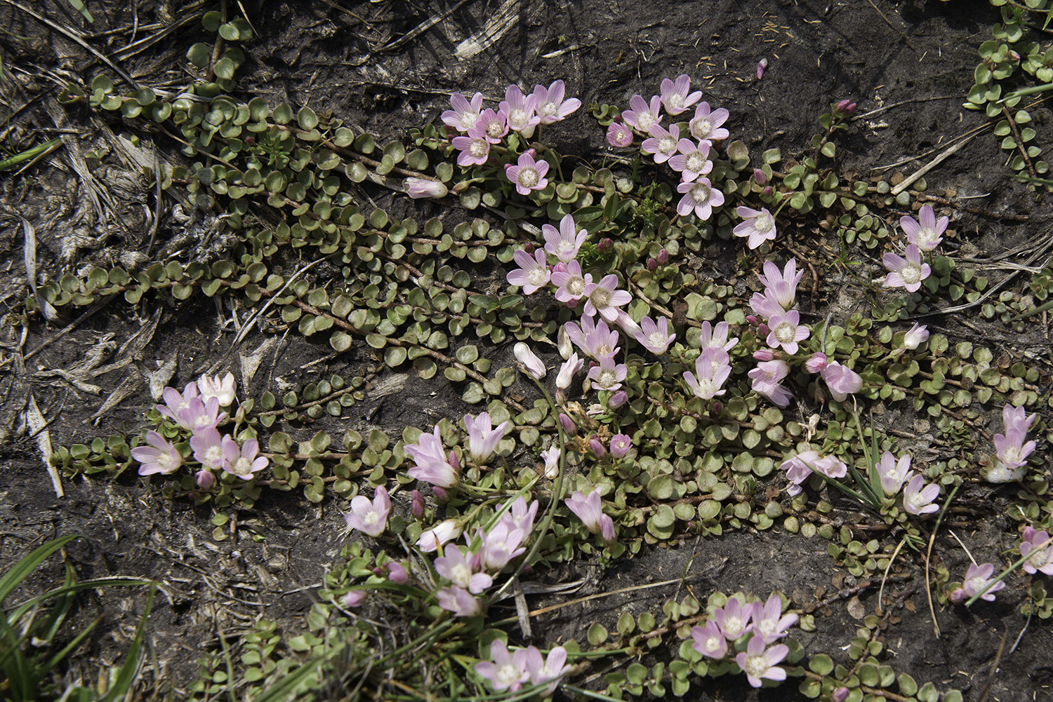 Flores y Paisajes de Asturias : Anagallis tenella