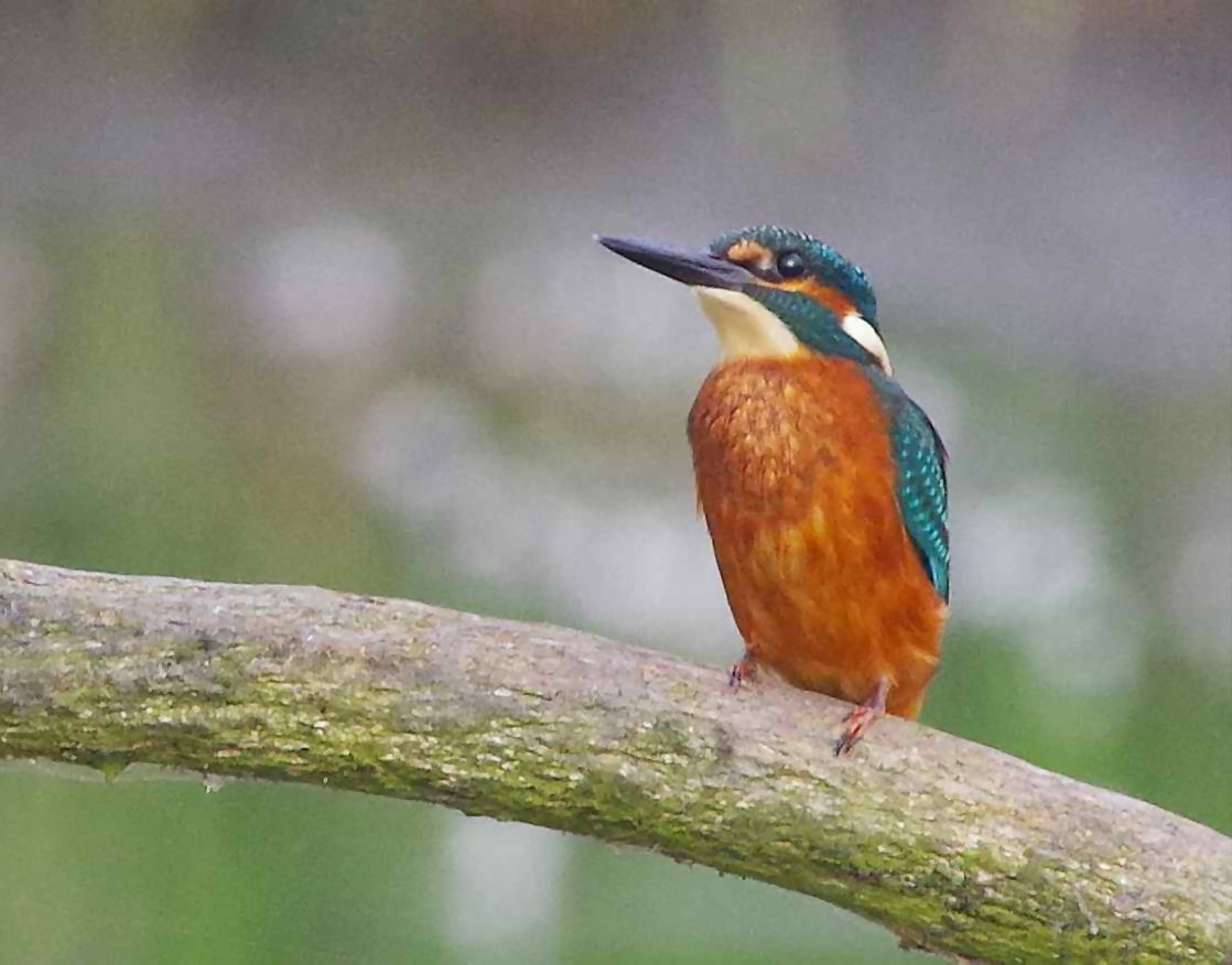 Birds of the Heath: A Halcyon day!