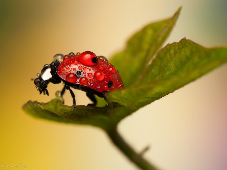 Photographies by Niia: La belleza de las cosas pequeñas.
