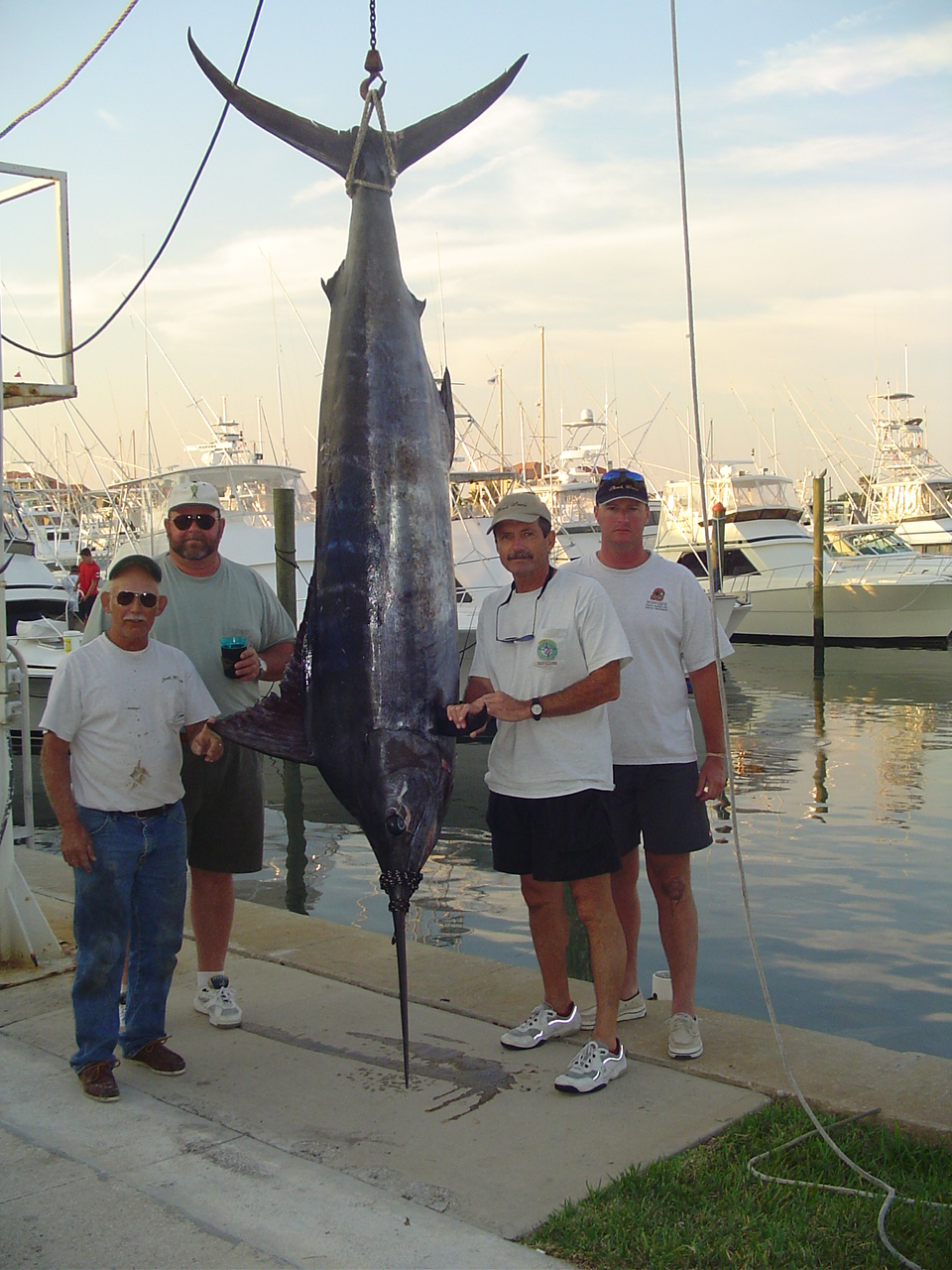 IFC ( INDOMINCO FISHING MANIA ): Jenis Ikan Laut Blue Marlin