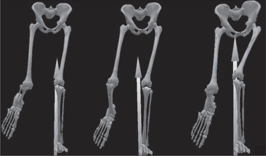 Move to Improve: Does endurance play a role in lower kinetic chain ...