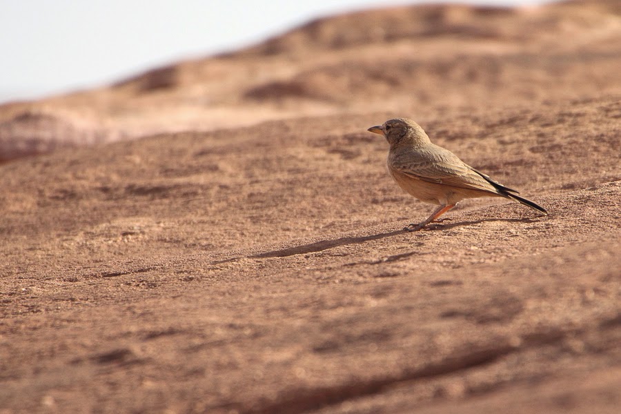 Birds of Saudi Arabia: Some typical desert birds near Tabuk – Bird ...