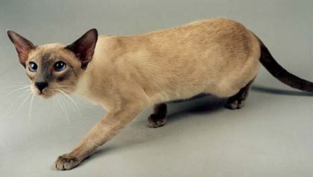 Siamese Cats Home - your cat will be happy!