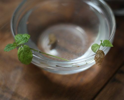 How To Propagation: Regrow Mint from Cuttings | 17 Apart