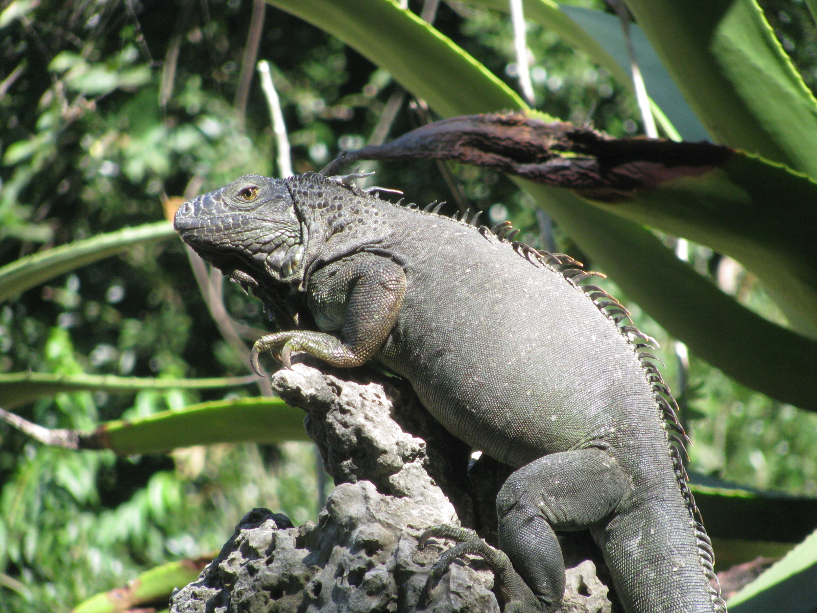 Nicole goes to Mexico: Animals from the jungles of Chiapas.
