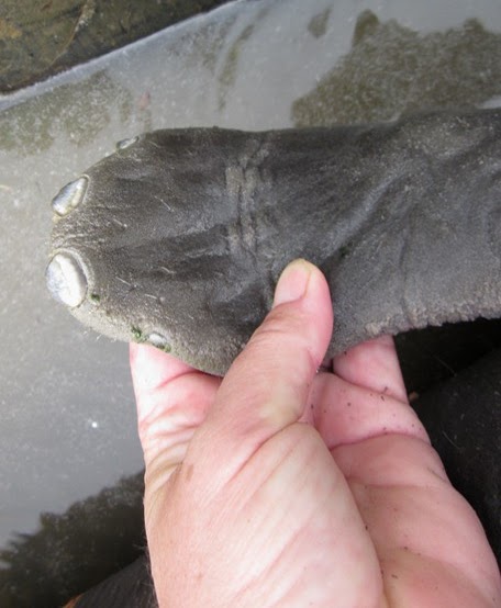 In Search of 'Mamiwata': Manatee Rescue at Lac de Guiers