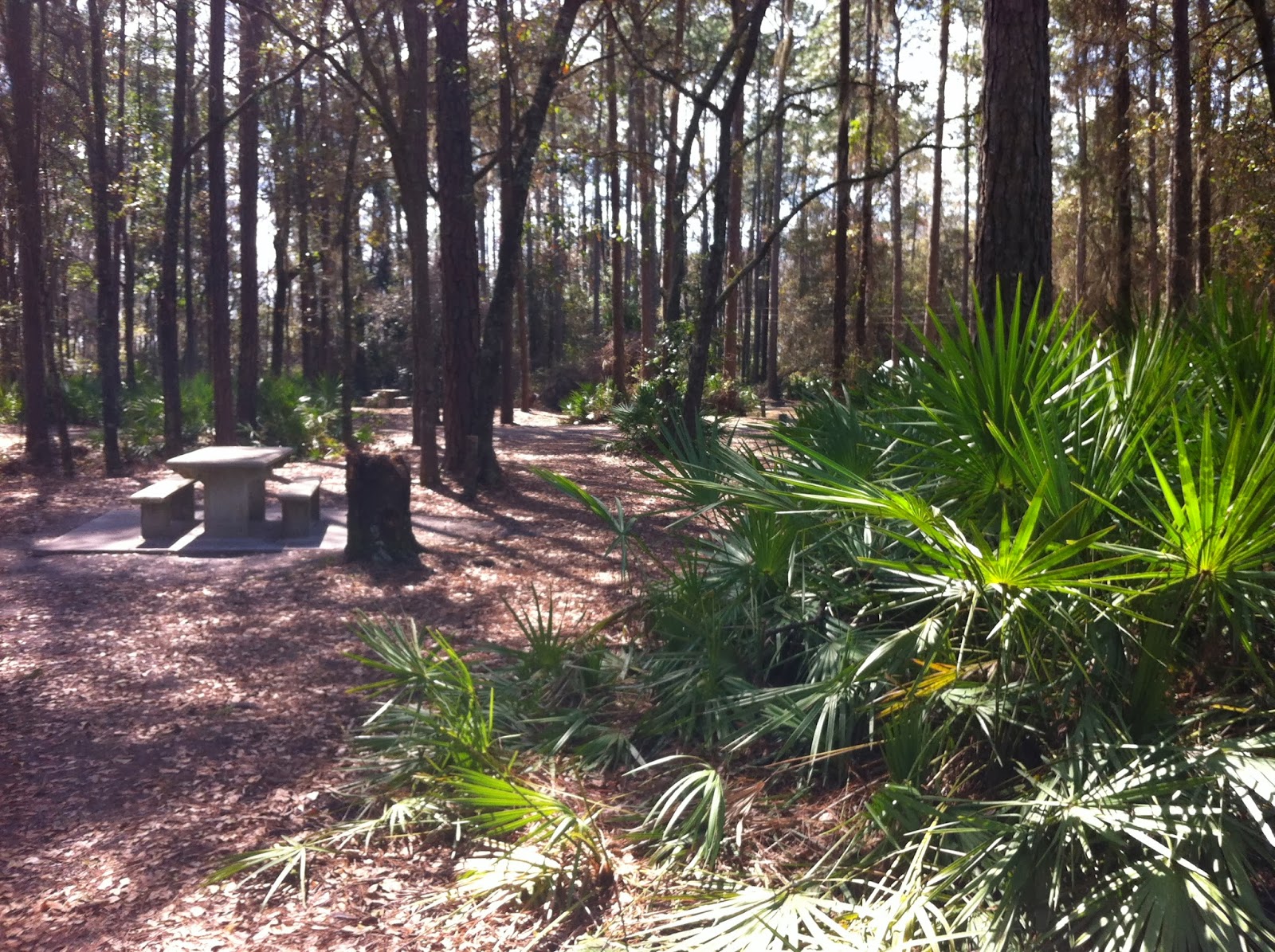 Our Fantastic Falcon Voyage: Ocean Pond Campground, Osceola National ...