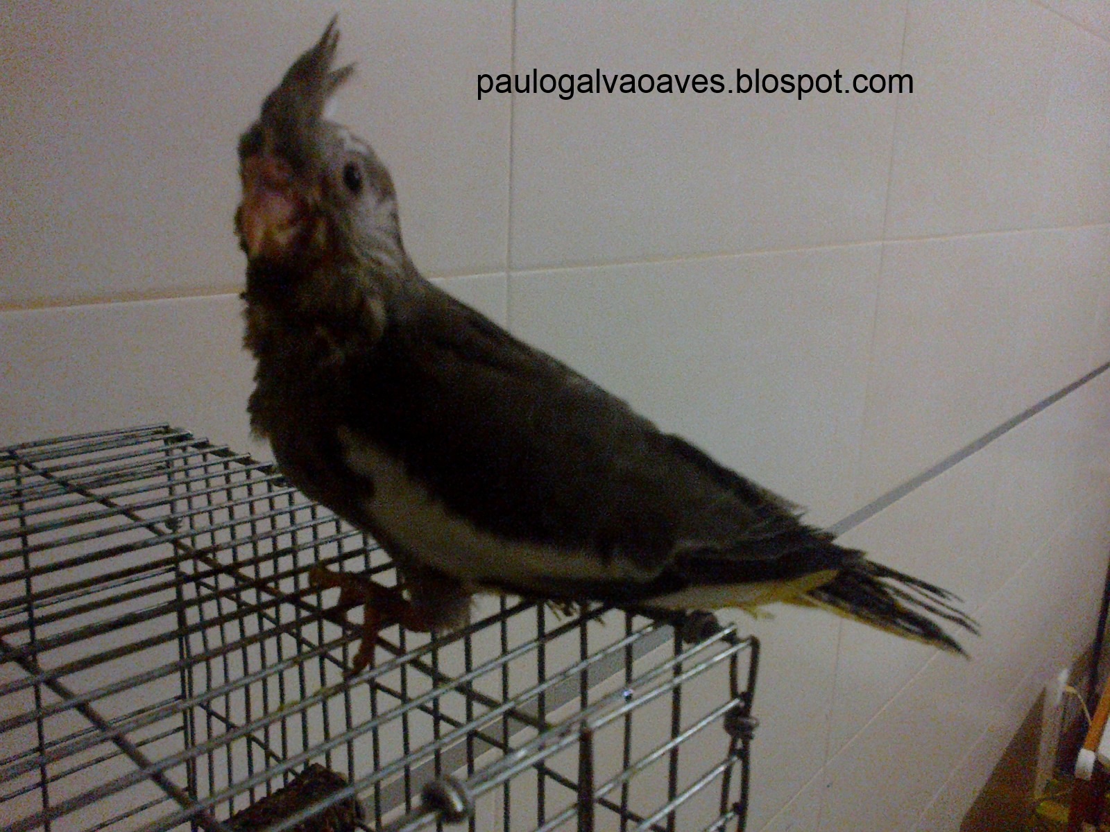 .: CATURRA CINZA FACE BRANCA CRIADA A MÃO PARA VENDA (40€)