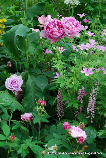 Mon Jardin Mes Merveilles: Nouvelles roses 2012 : Le coup de coeur d ...