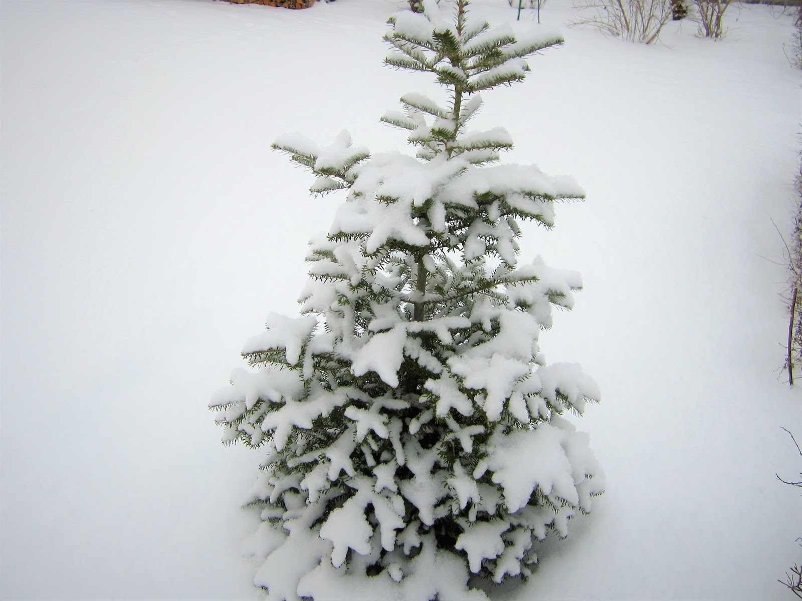 Manni tegemised: Talvepildid