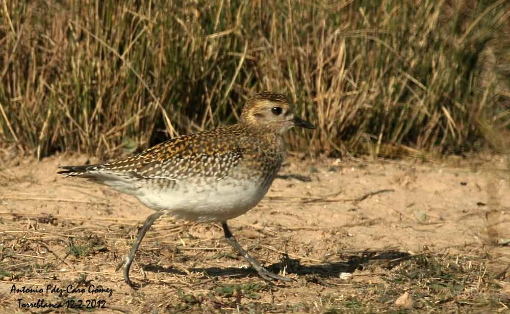 CON ALGO DE SUERTE: Chorlitos dorados