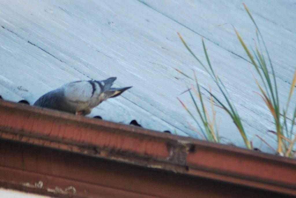 Ditsong Kruger Museum